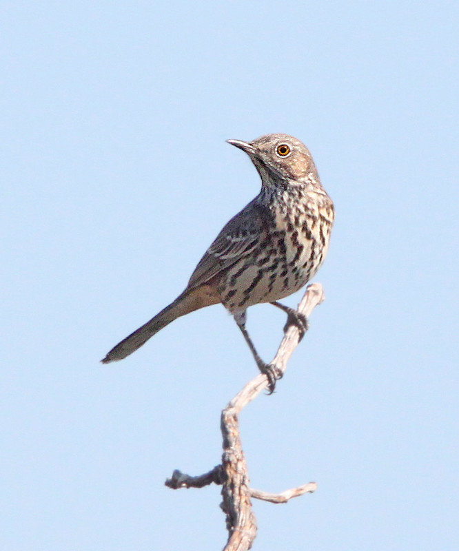 Sage Thrasher